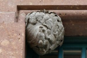 Bienen, Wespen und Hummel: das sind die Unterschiede - Gartenrat.de