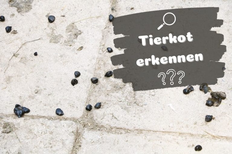 Tierkot Im Garten Der Stille Feind Ihrer Grunen Oase Entdeckung Beseitigung Und Vorbeugung
