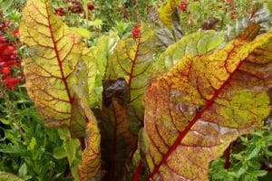 Mangold Braune Flecken Essbar