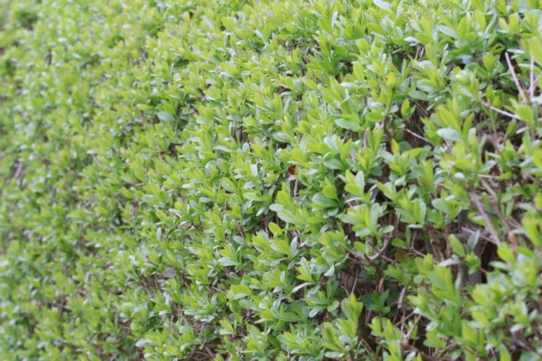 Heckenarten von A-Z: Heckenpflanzen für alle Ansprüche - Gartenrat.de