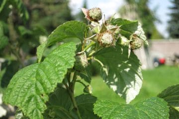 Ganzjahrig Tragende Himbeeren
