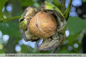 20 beliebte Walnussbaum-Sorten für den Garten - Gartenrat.de