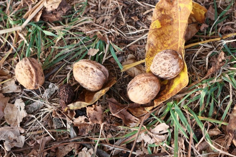 20 beliebte Walnussbaum-Sorten für den Garten - Gartenrat.de