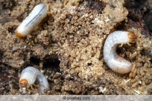 Maikäfer: so sehen die Engerlinge aus | Bilder der Larven - Gartenrat.de