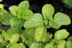 20 Minzarten mit Bildern | Minzsorten von A-Z - Gartenrat.de