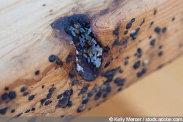 So sehen Eier von Bettwanzen aus: mit Bild - Gartenrat.de