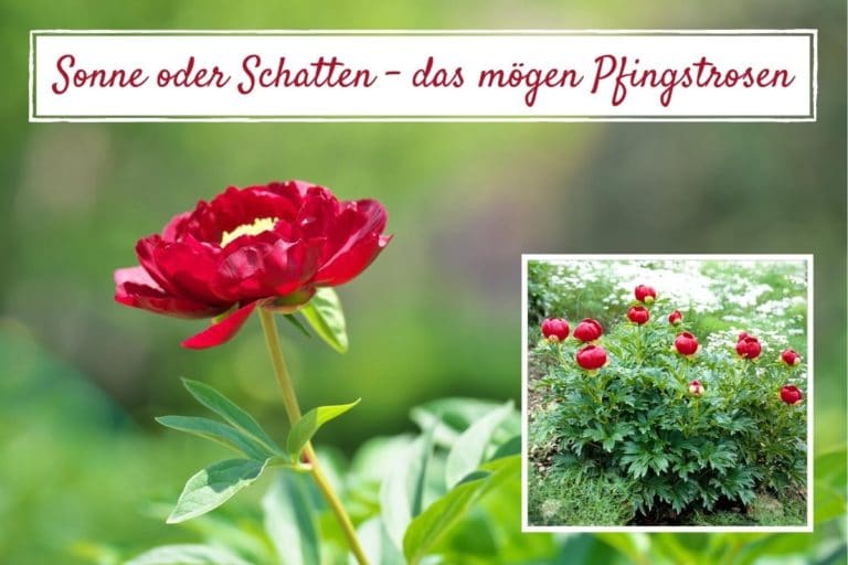 Pfingstrosen: den besten Standort finden - Gartenrat.de