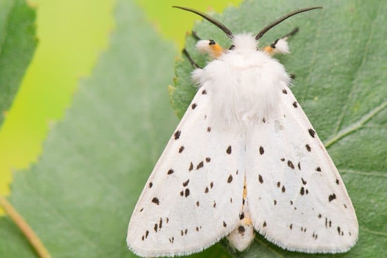 Falter Weiss Mit Schwarzen Punkten