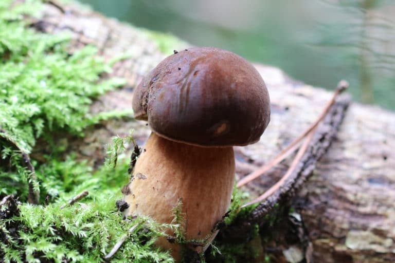 Essbare Pilze - die bekanntesten Waldpilze - Gartenrat.de