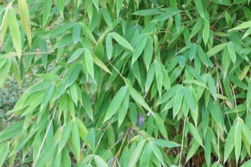 Bambusblüte: was tun, wenn der Bambus blüht? - Gartenrat.de