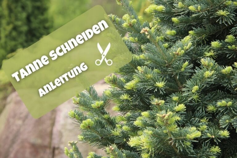 Tanne schneiden: so kappen Sie die Spitze | Anleitung - Gartenrat.de