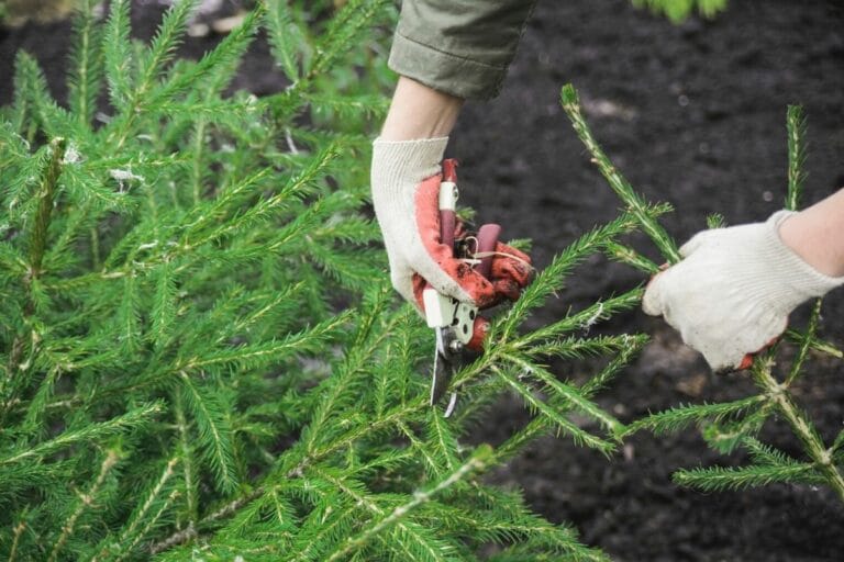 Tanne schneiden: so kappen Sie die Spitze | Anleitung - Gartenrat.de