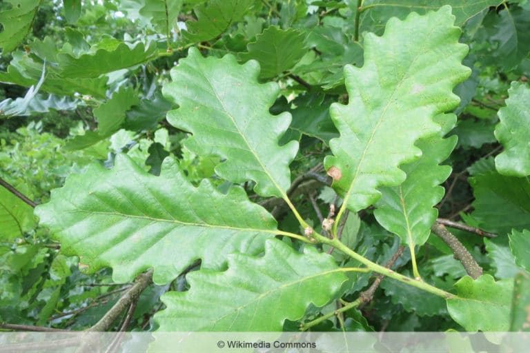 Laubblätter bestimmen: 20 Baum-Arten erkennen - Gartenrat.de