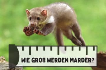 Wie Gross Ist Ein Marder