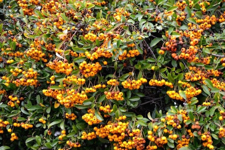 Schone Strauch Mit Orangenen Beeren Ebenbild