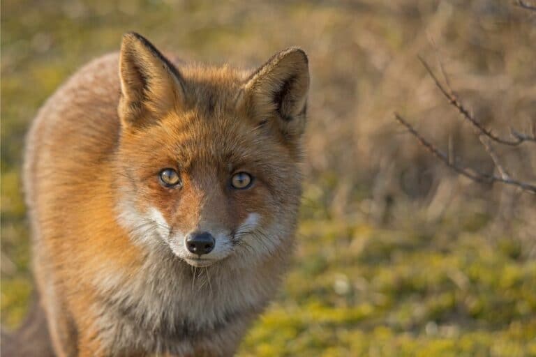 Typische Feinde und Fressfeinde von Eichhörnchen - Gartenrat.de