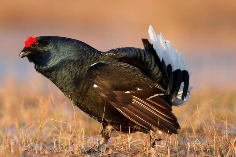 Vogel mit rotem Kopf entdeckt: welcher ist es? - Gartenrat.de