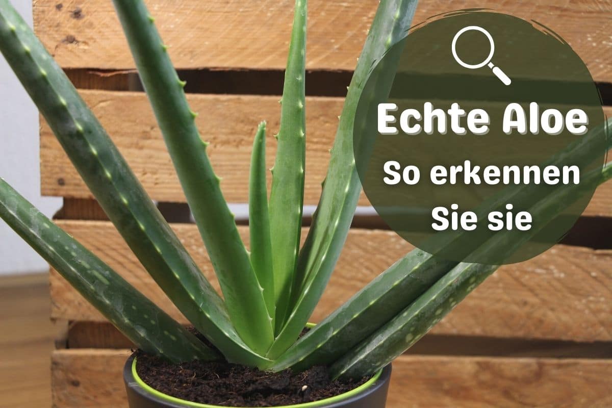 Echte Aloe Vera erkennen | Verwechslung vermeiden - Gartenrat.de