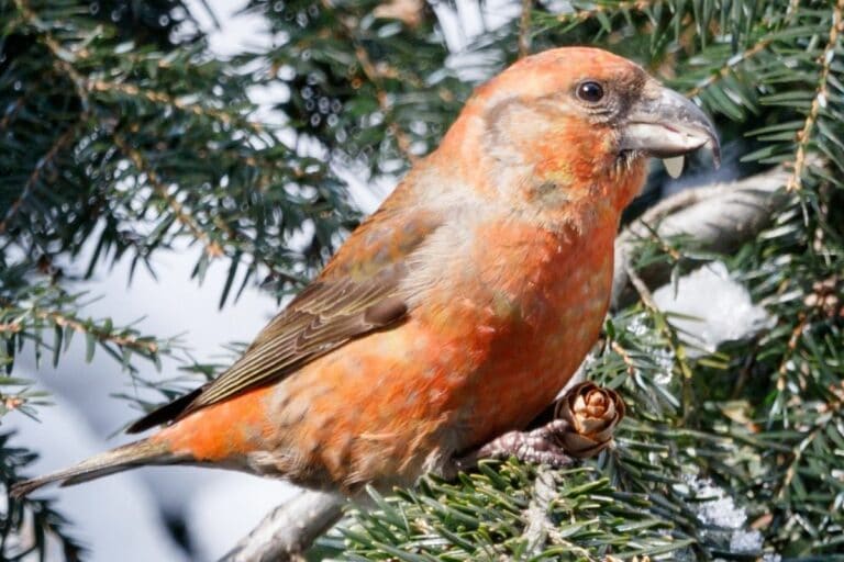 Vogel mit rotem Kopf entdeckt: welcher ist es? - Gartenrat.de