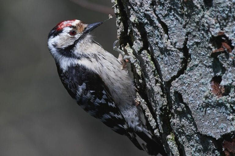 Vogel mit rotem Kopf entdeckt: welcher ist es? - Gartenrat.de