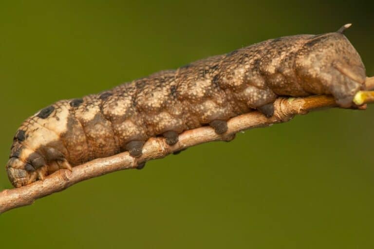 Wunderschãƒâne Raupe Mit Stachel Hinten Bilder