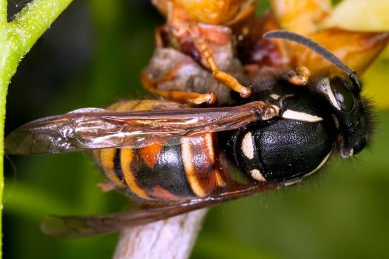 Übersicht: alle 15 heimischen Wespenarten mit Bild - Gartenrat.de