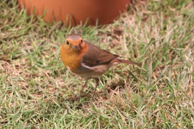 Vogel mit rotem Kopf entdeckt: welcher ist es? - Gartenrat.de