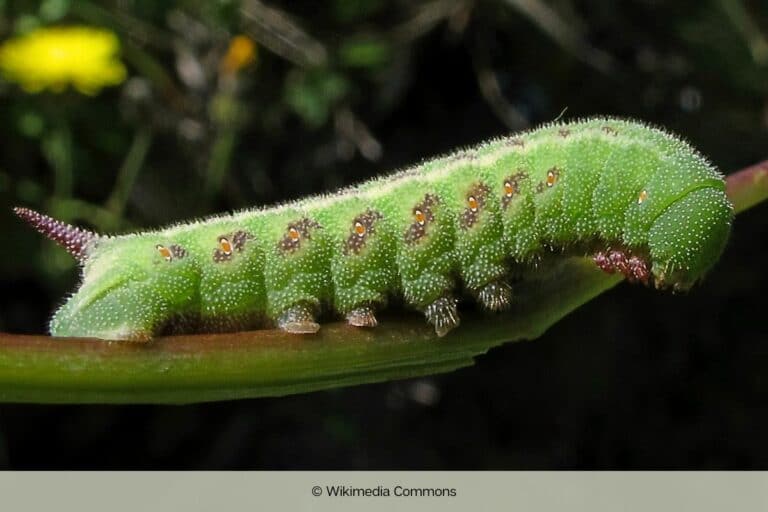 Wunderschãƒâne Raupe Mit Stachel Hinten Bilder