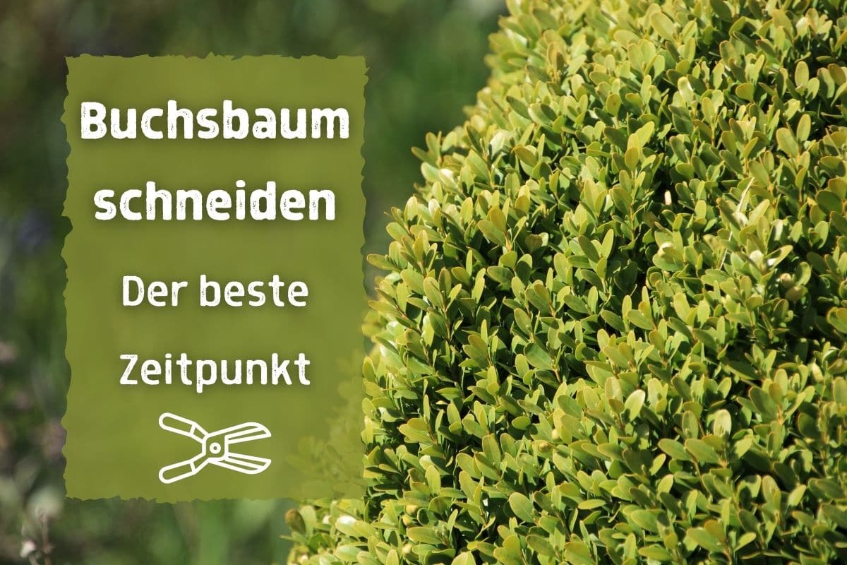 Buchs Schneiden Wann