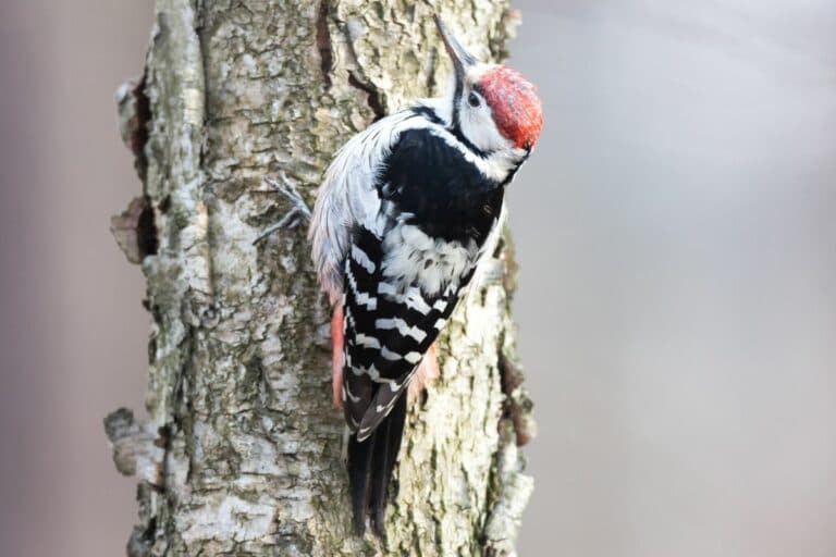 Vogel mit rotem Kopf entdeckt: welcher ist es? - Gartenrat.de