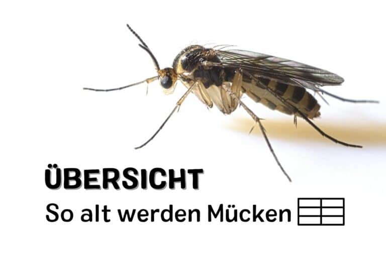 Wie lange leben Mücken? | Lebensdauer-Tabelle - Gartenrat.de