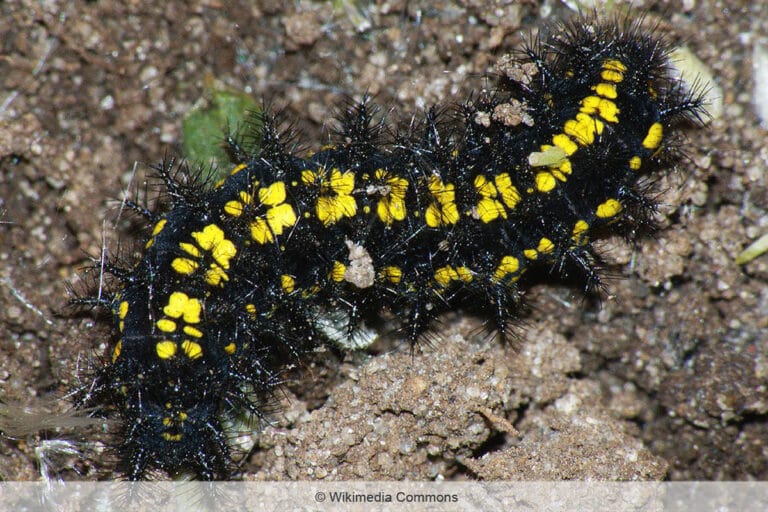 Gelbe Raupen erkennen: 18 Arten mit Bild - Gartenrat.de