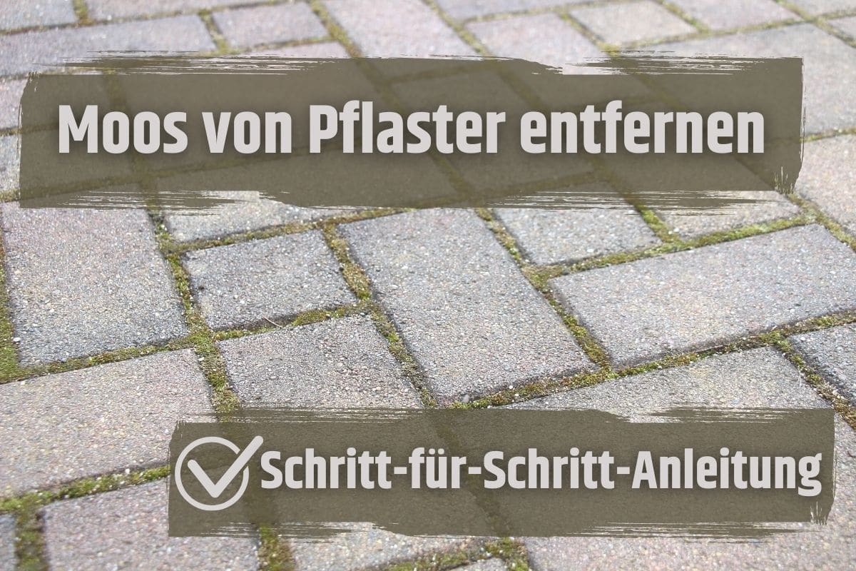 Moos Auf Pflaster Entfernen