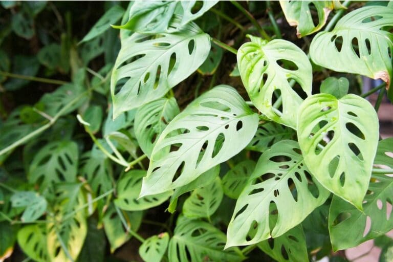 8 beliebte Monstera-Arten: Sorten von A-Z - Gartenrat.de