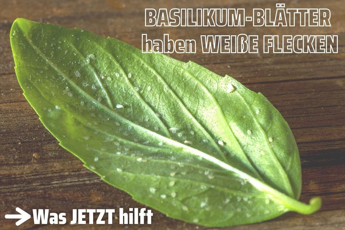 Basilikum Weisse Flecken