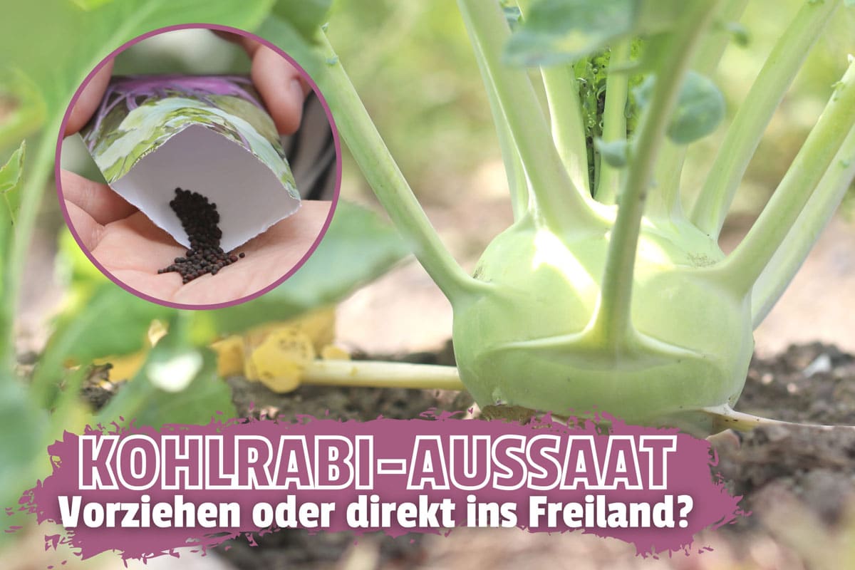 Kohlrabi Vorziehen Fehler
