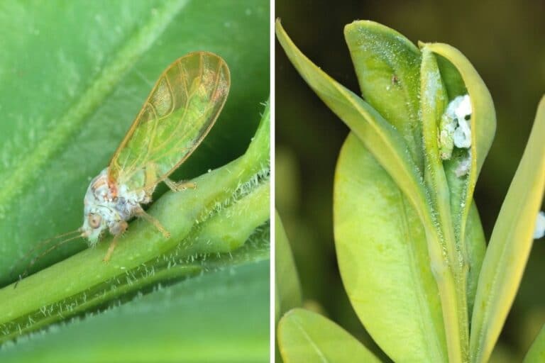 Die 5 häufigsten Schädlinge am Buchsbaum - Gartenrat.de