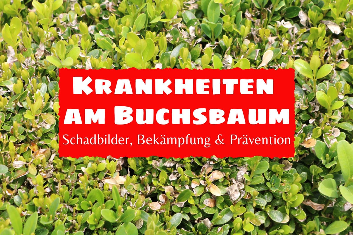 4 Buchsbaum-Krankheiten: Schadensbilder & Maßnahmen - Gartenrat.de
