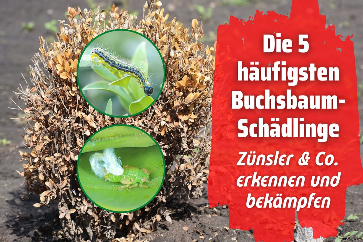 Die 5 häufigsten Schädlinge am Buchsbaum - Gartenrat.de