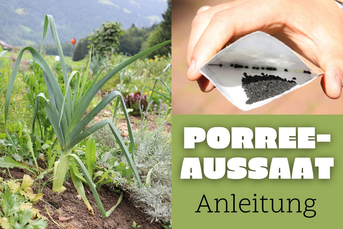 Porree Aussaat Freiland