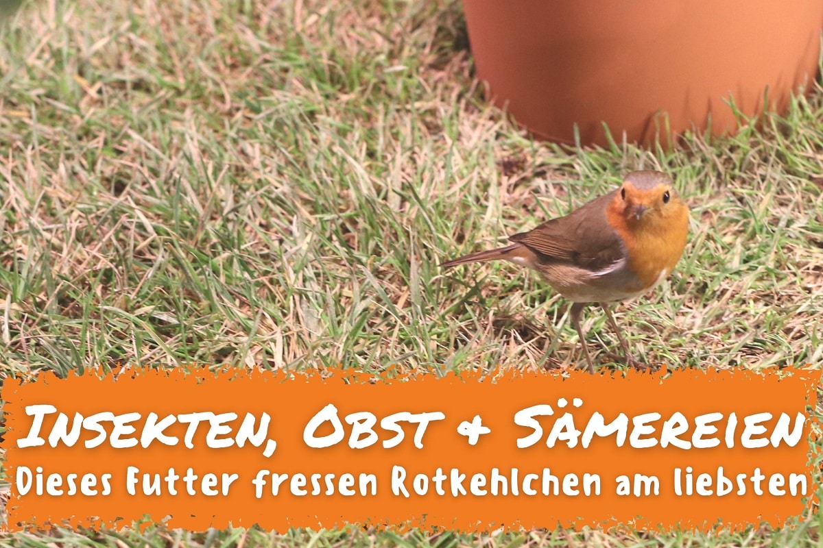 Rotkehlchen füttern: dieses Futter mögen sie - Gartenrat.de