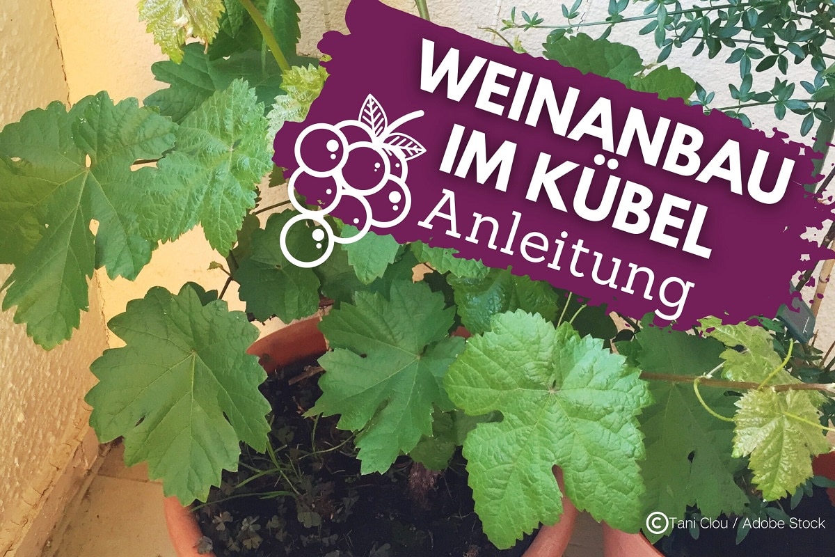 Weinrebe Im Topf Pflanzen