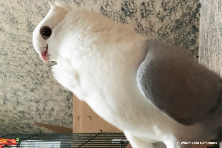 10 heimische Taubenarten in Deutschland mit Bild bestimmen - Gartenrat.de