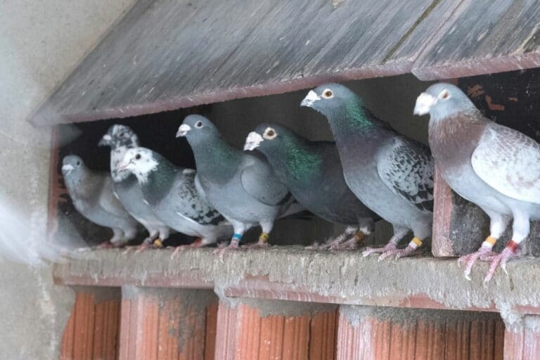 10 heimische Taubenarten in Deutschland mit Bild bestimmen - Gartenrat.de