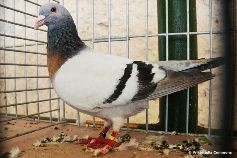 10 heimische Taubenarten in Deutschland mit Bild bestimmen - Gartenrat.de