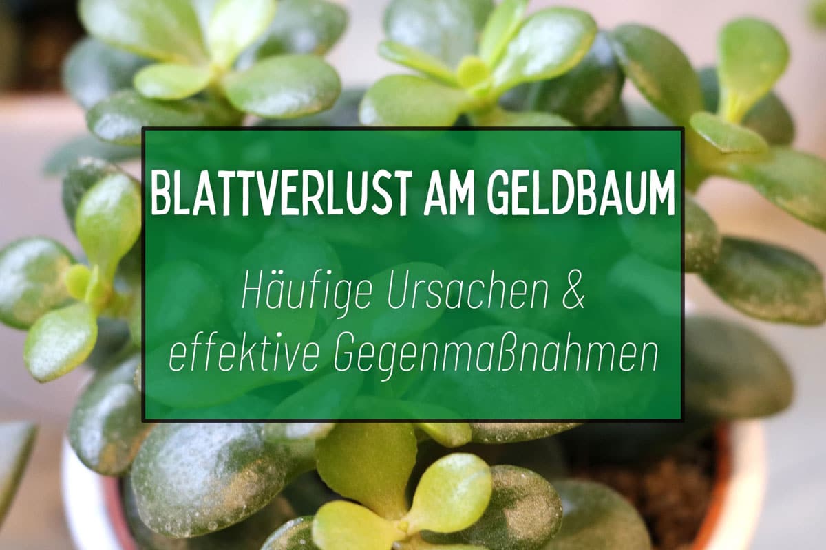 Geldbaum Verliert Blätter