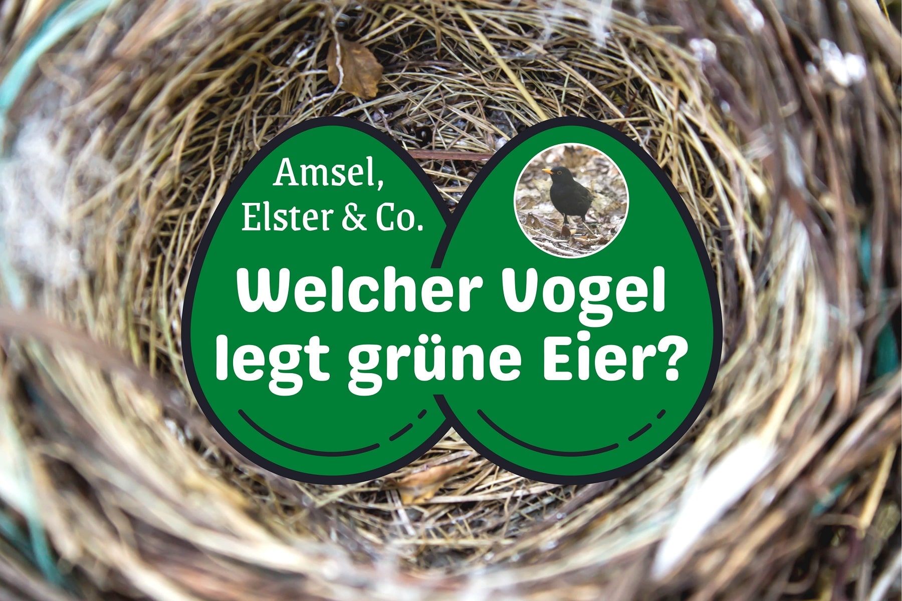 Grüne Vogeleier: welcher Vogel legt sie? - Gartenrat.de