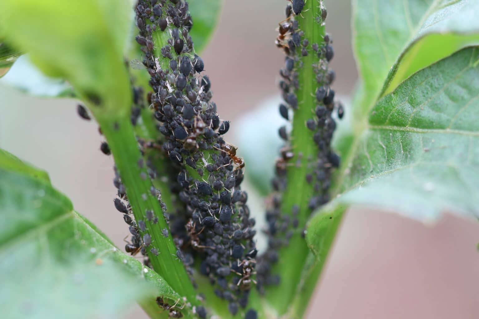Wunderschone Kleine Schwarze Tierchen In Blumenerde Bild