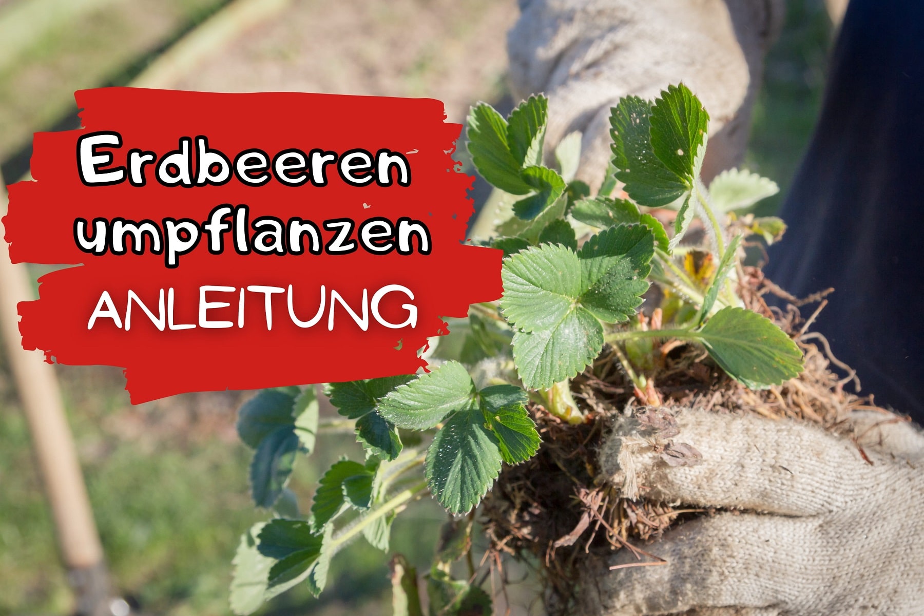 Wunderschone Erdbeeren Umpflanzen Herbst Fotos