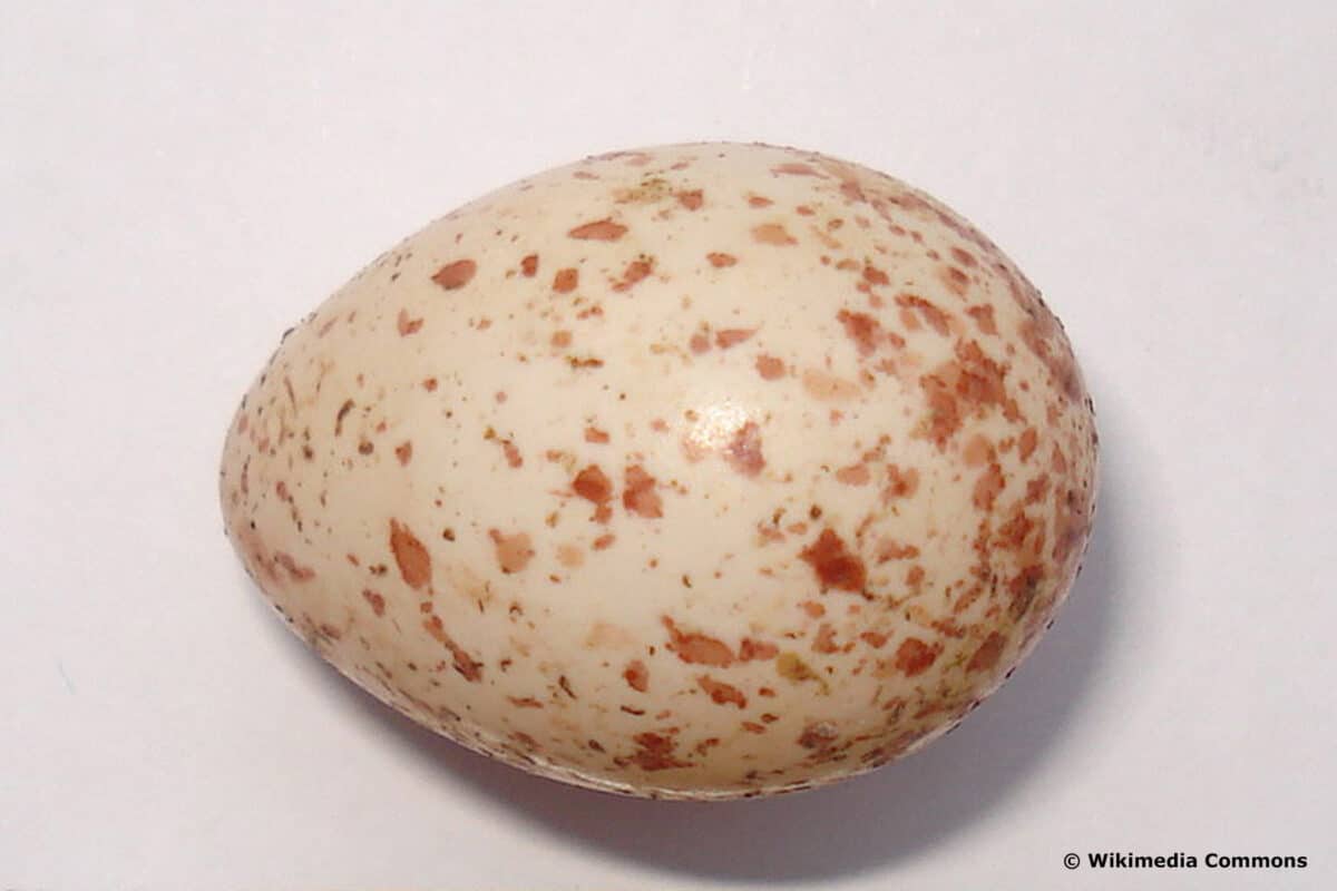 Vogeleier bestimmen: 20 Vogelarten mit Bild - Gartenrat.de